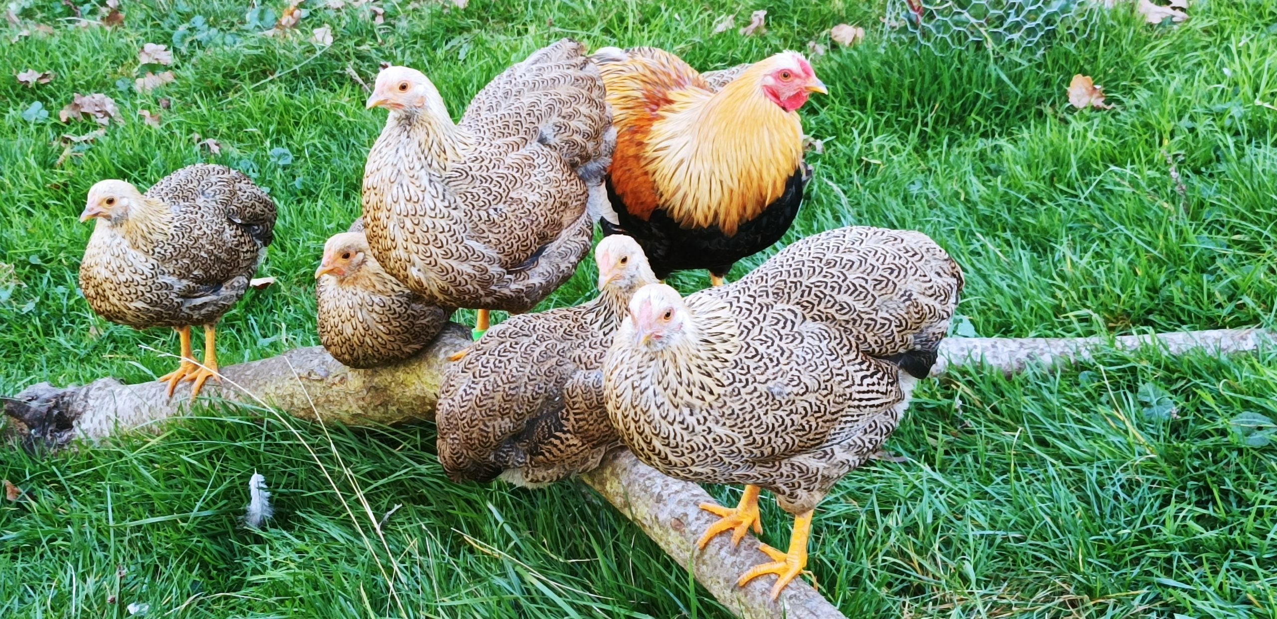 Willkommen auf huehner.net - huehner.net